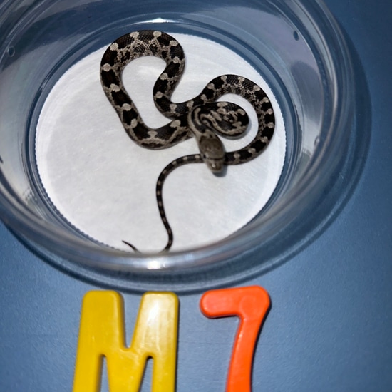 66% PH Moonshine Greenish Eastern Rat Snake by Envy Reptiles