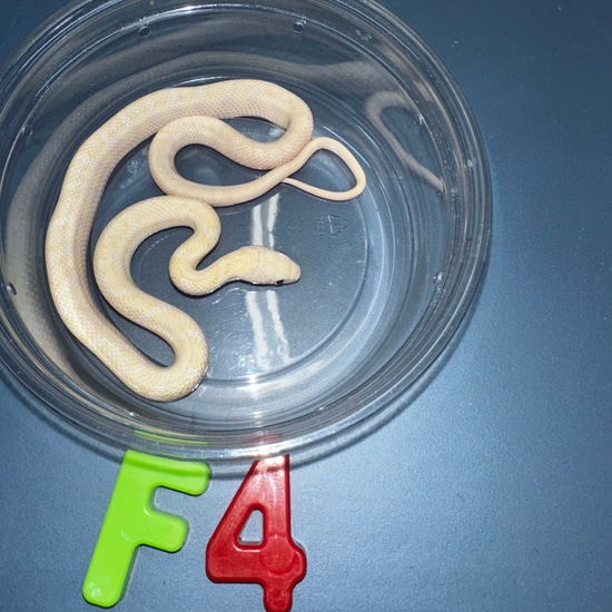 Lemon Phase Gray Rat Snake by Envy Reptiles