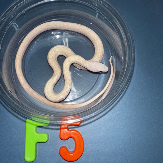 Lemon Phase Gray Rat Snake by Envy Reptiles