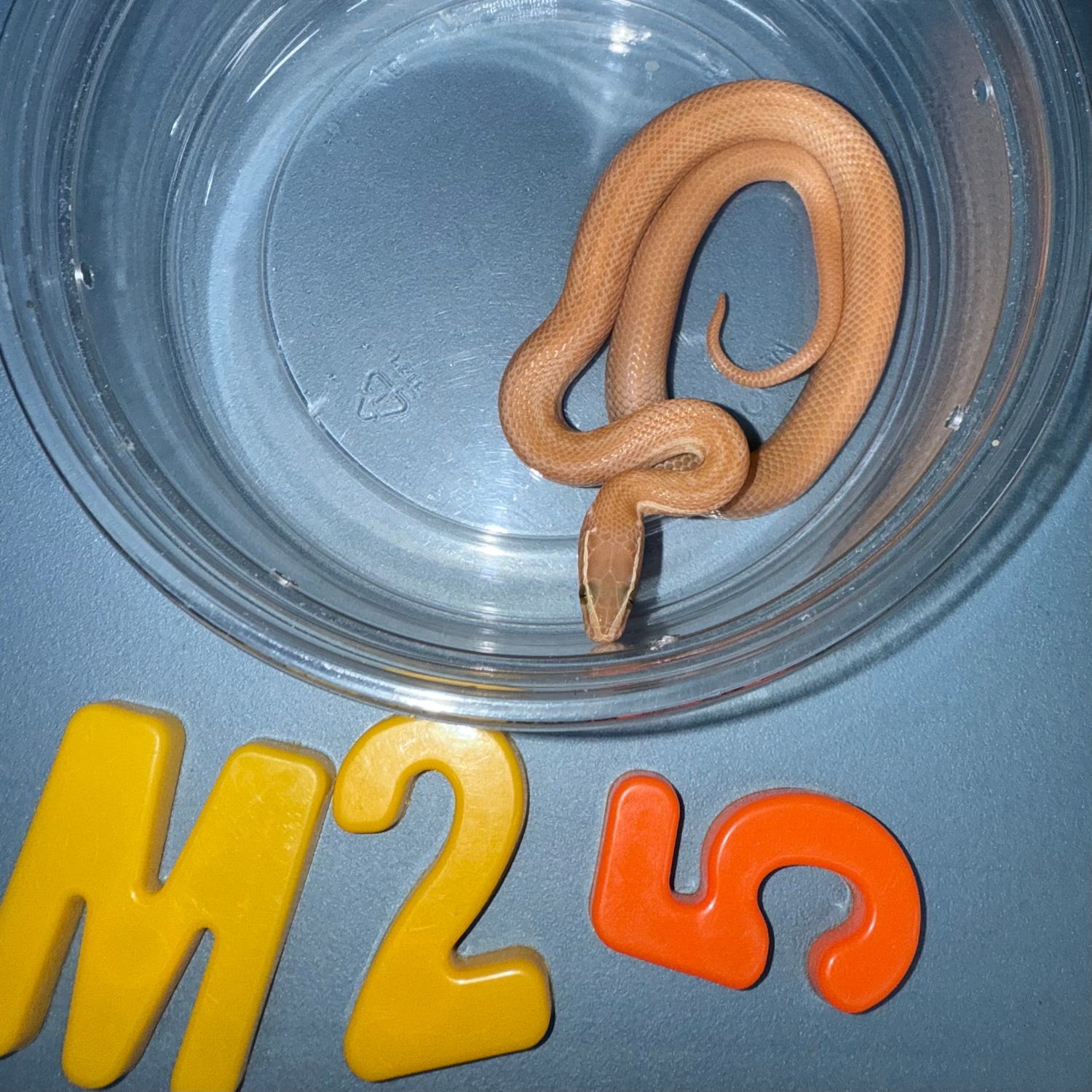 T+ Albino House snake, 50% PH T-Albino