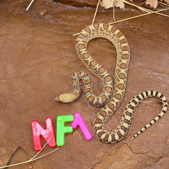 Sonoran Gopher Snake by Envy Reptiles