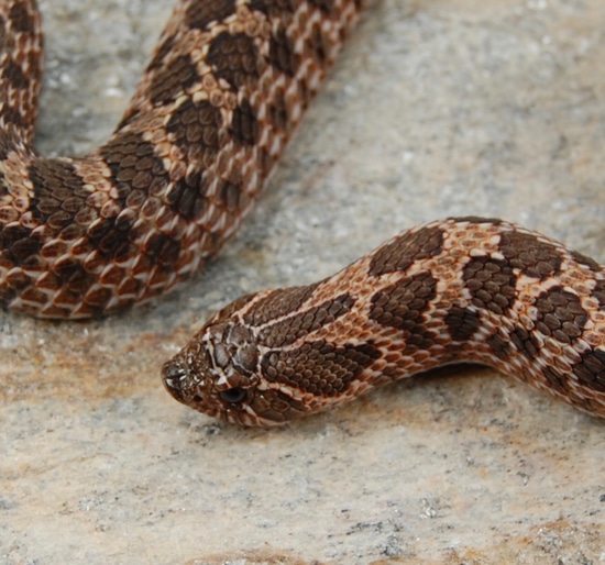 140 Gram Red Line Arctic Sable 66% Het Albino. Western Hognose by Envy ...