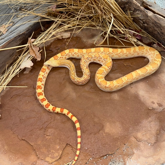 Rusty Sonoran With Super Forks Influence Gopher Snake by Envy Reptiles