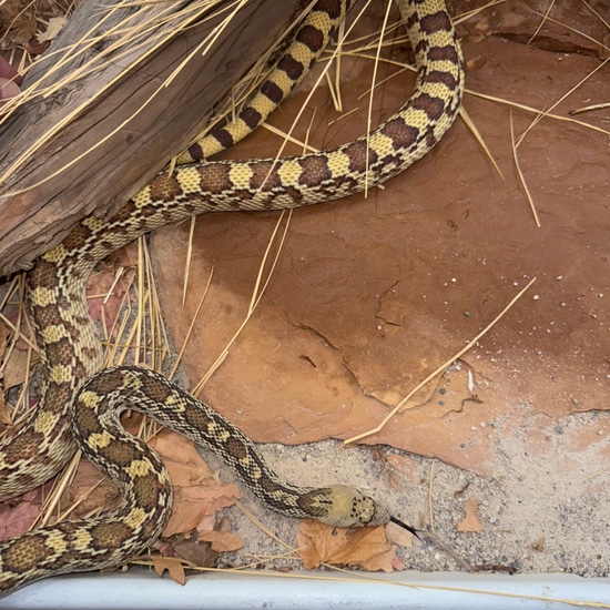 Sonoran 66% PH Meeker Gopher Snake by Envy Reptiles