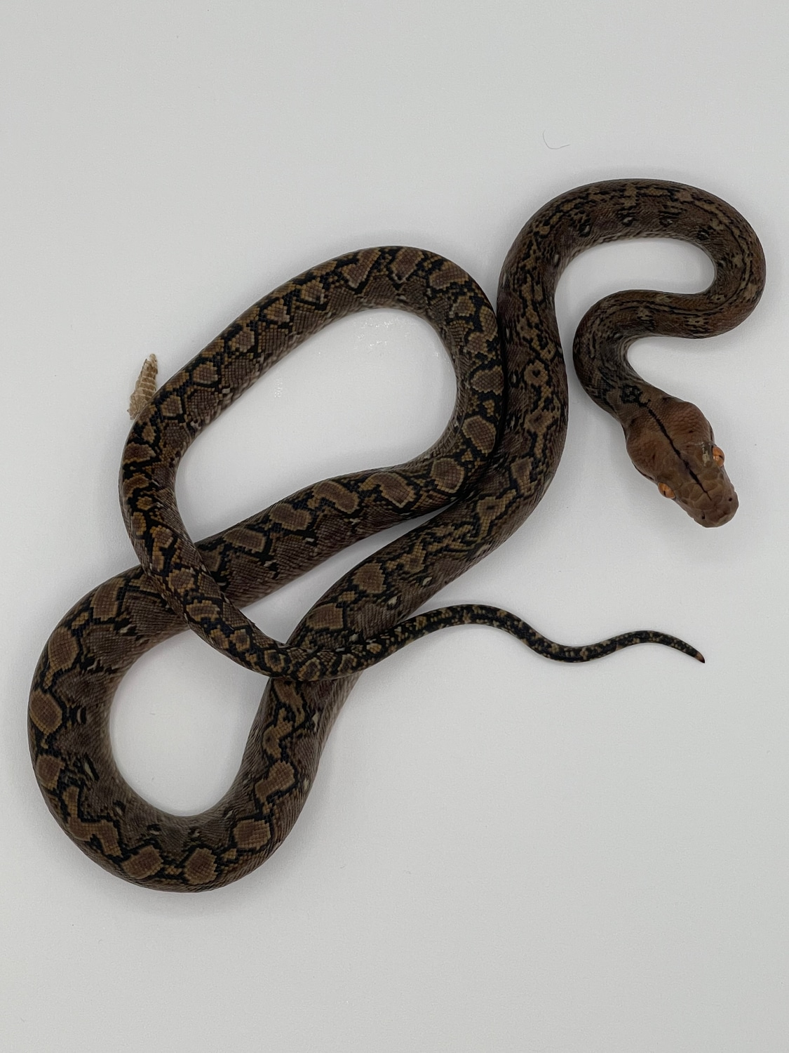 50% Kalatoa 6.25% Jampea Wild Type Reticulated Python by High Country ...