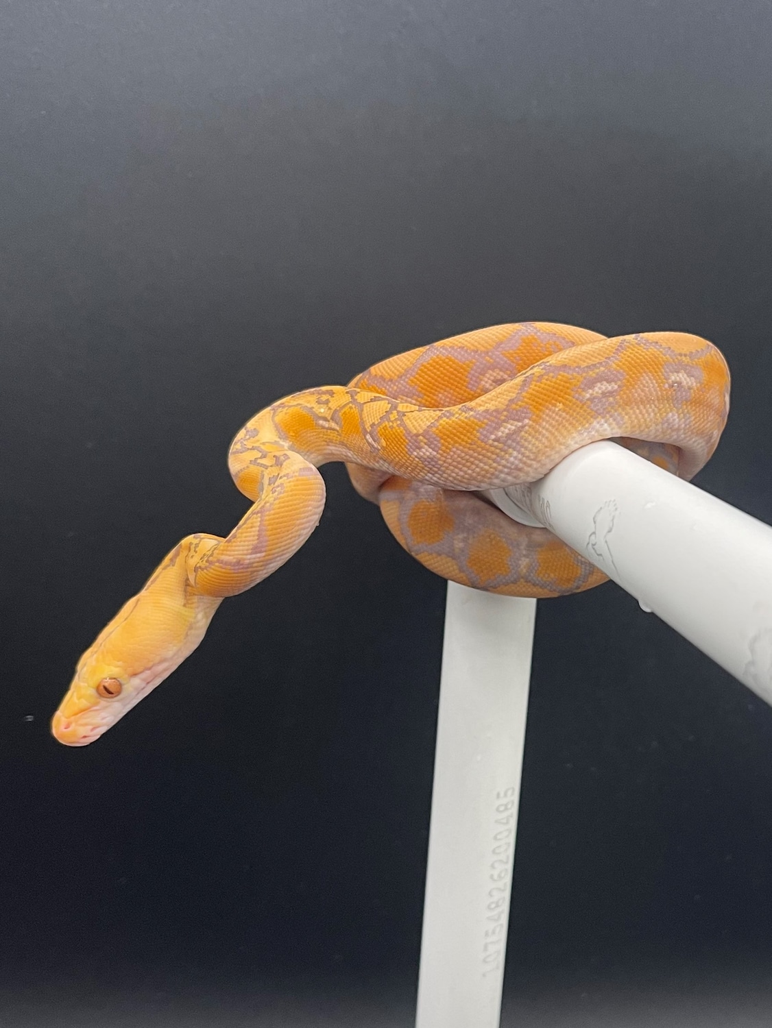 50% Kalatoa Purple Albino Reticulated Python by High Country ...