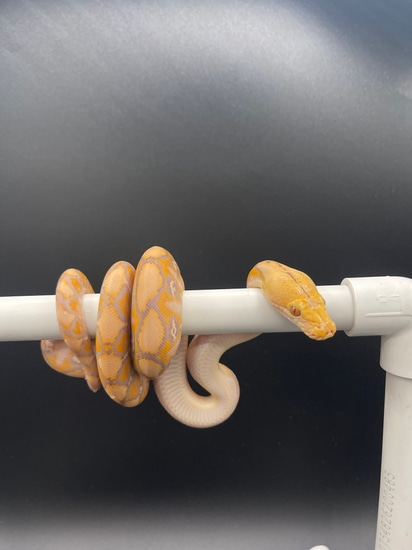50% Kalatoa Purple Albino Reticulated Python by High Country Constrictors