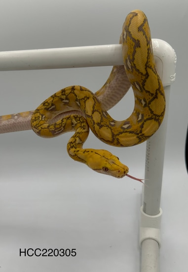 50% Kalatoa Purple Albino Reticulated Python by High Country Constrictors