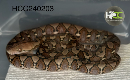 Female 25% Jampea 56.25% Kalatoa Reticulated Python by High Country ...