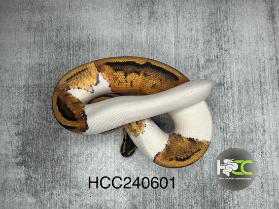 Phantom Pied Ball Python by High Country Constrictors