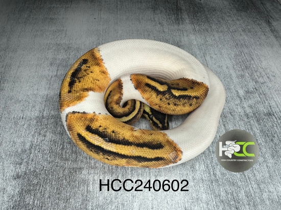 Phantom Pied Ball Python by High Country Constrictors