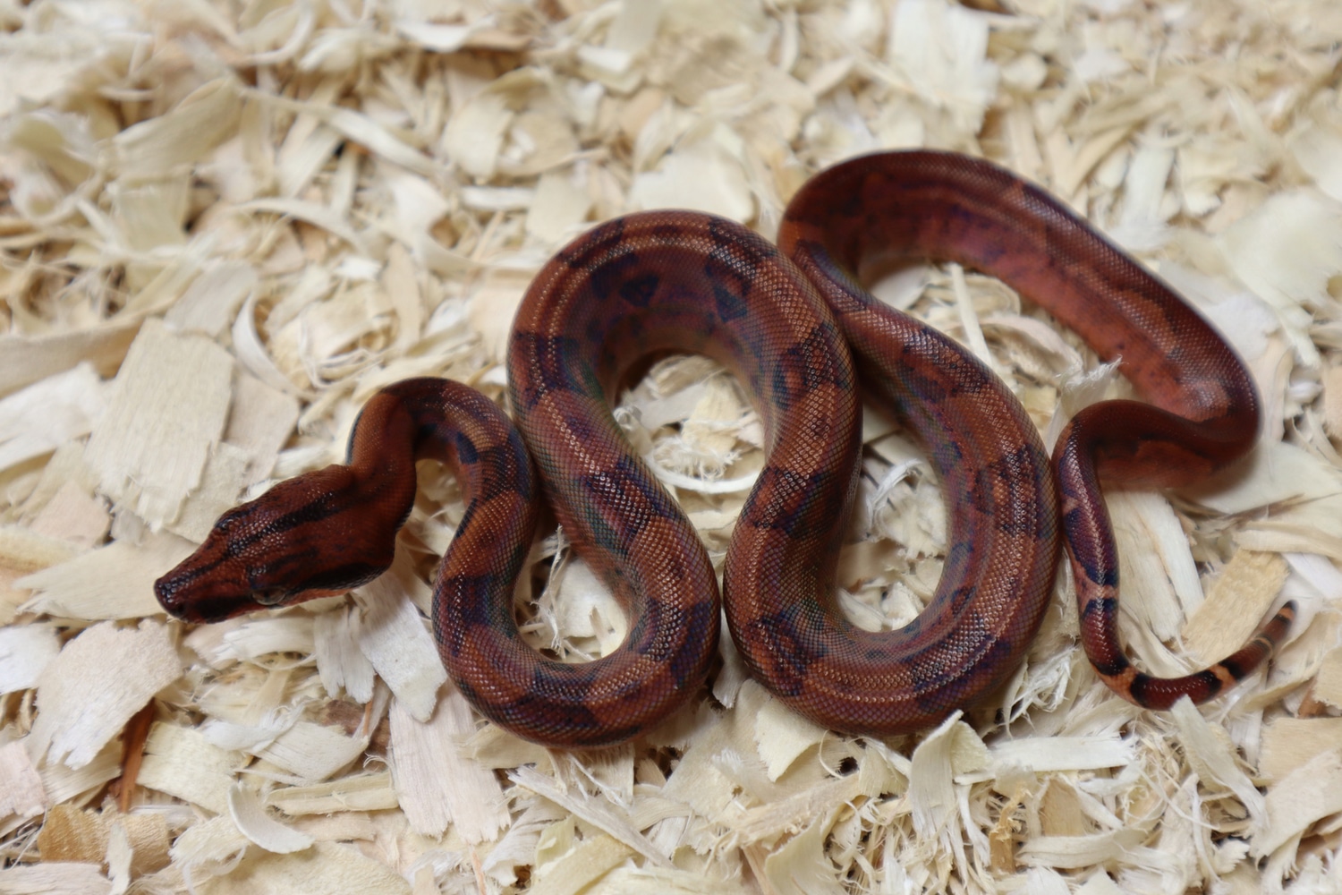 Hypo Blood 66% T+ Boa Constrictor by Jason's Exotic Reptiles - MorphMarket