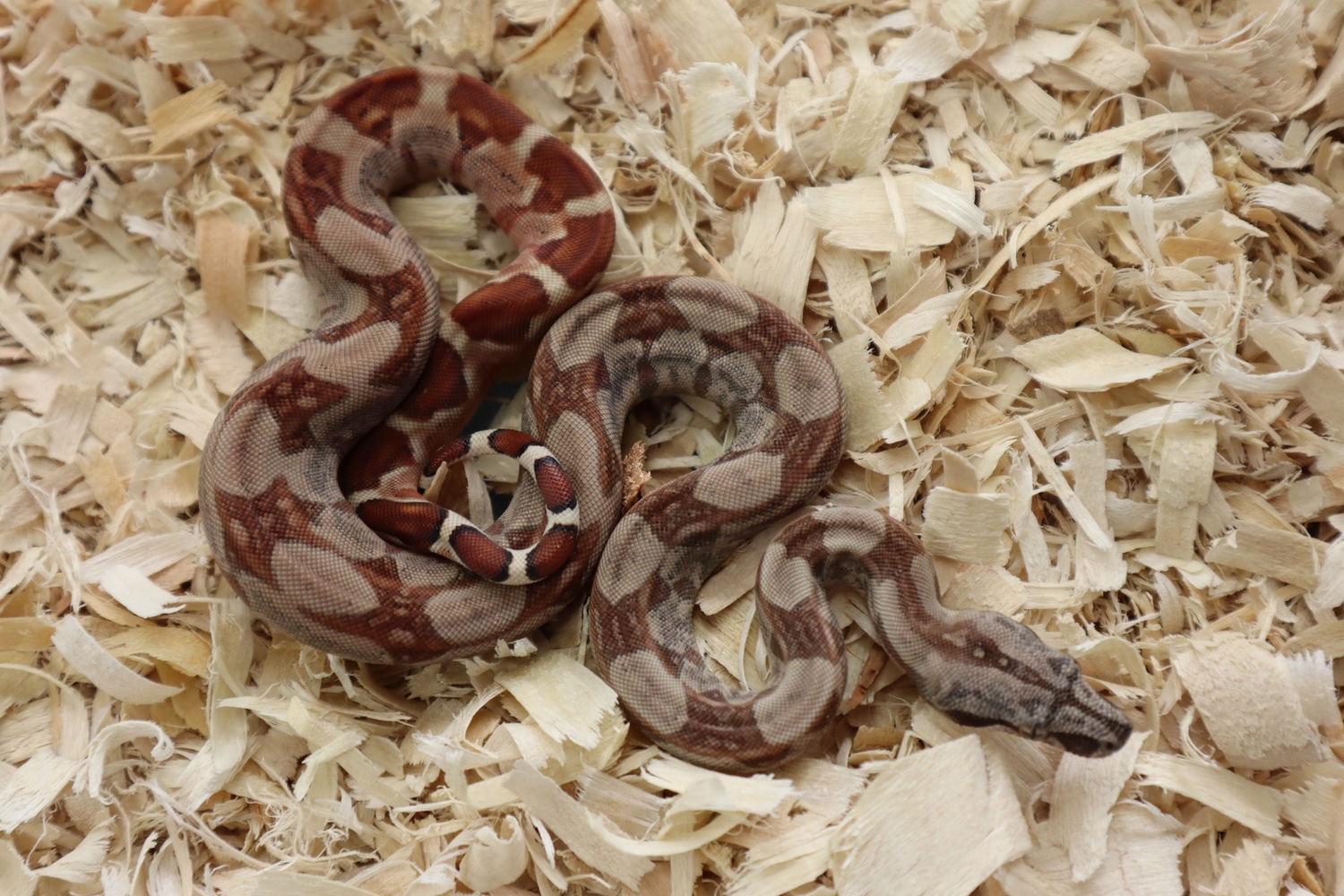 Hypo 100% Het Blood 50% Het Anery (Type2) Boa Constrictor by Jason's ...