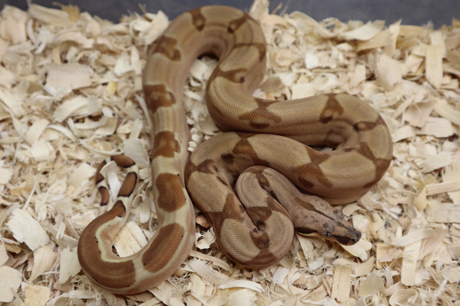 Hypo Jungle 100% Parahet 100% Anery Boa Constrictor by Jason's Exotic ...