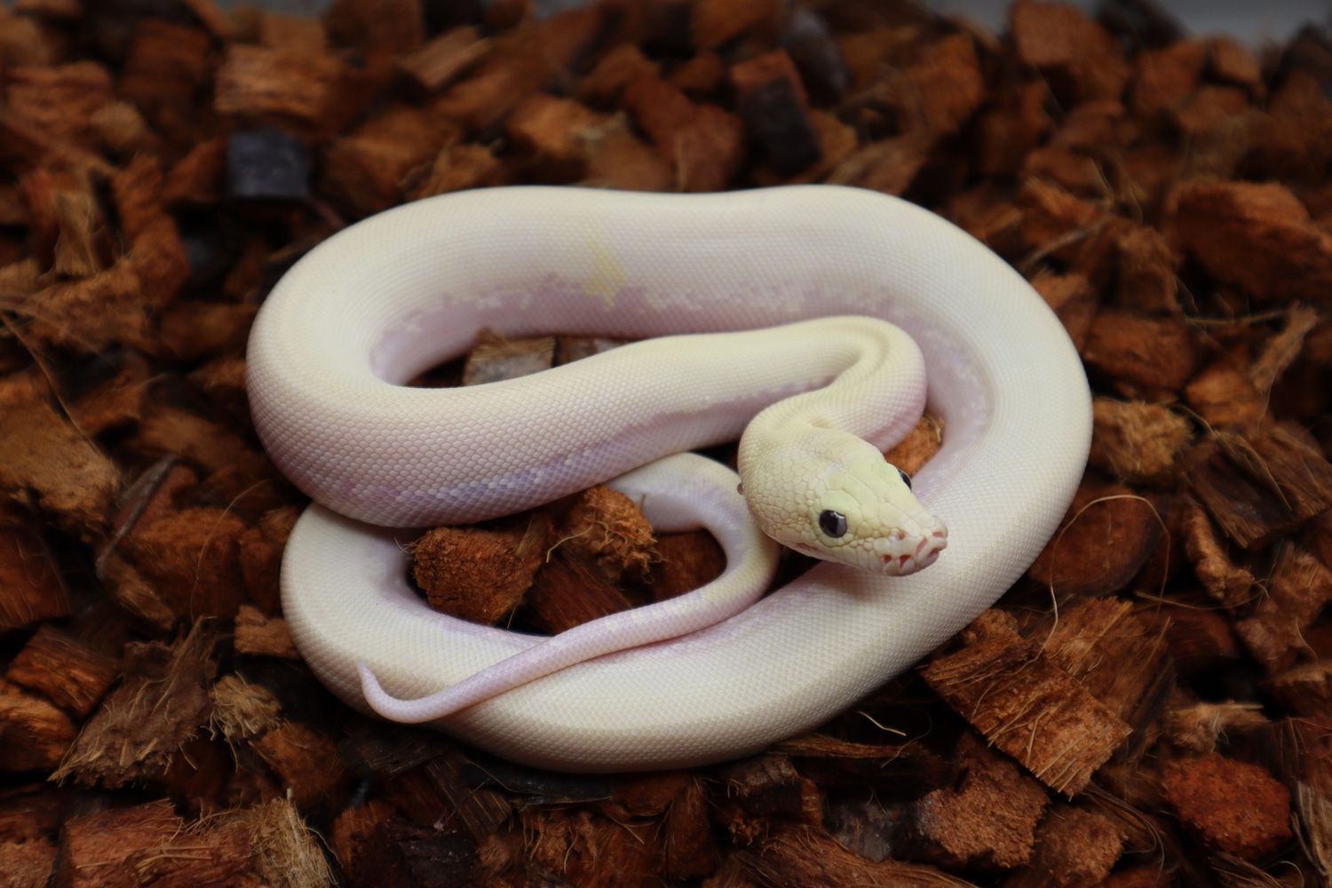 Ivory 66% Het Albino 50% Het Green And Lab Burmese Python by Jason's ...