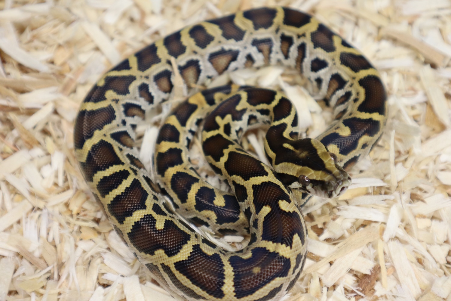 Normal 66% Granite 50% Albino Poss Het Caramel And Lab Burmese Python ...