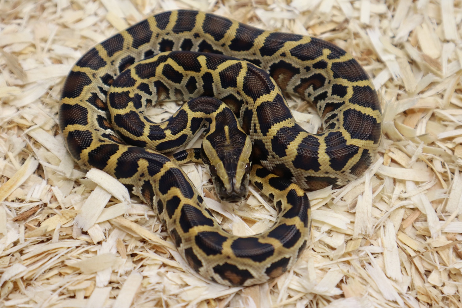 Normal 66% Granite 50% Albino Poss Het Caramel And Lab Burmese Python ...