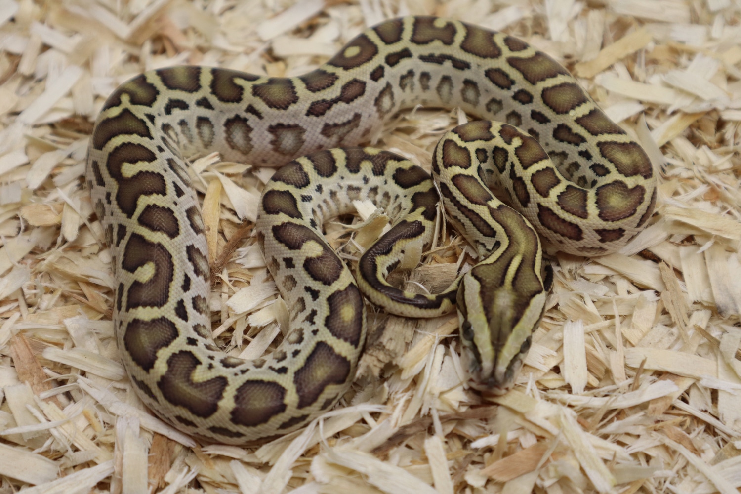 Hypo 66% Granite 50% Albino Poss Het Caramel And Lab Burmese Python by ...