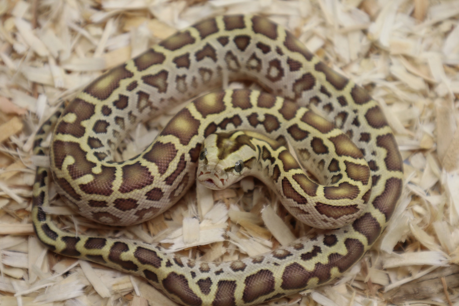 Hypo 66% Granite 50% Albino Poss Het Caramel And Lab Burmese Python by ...