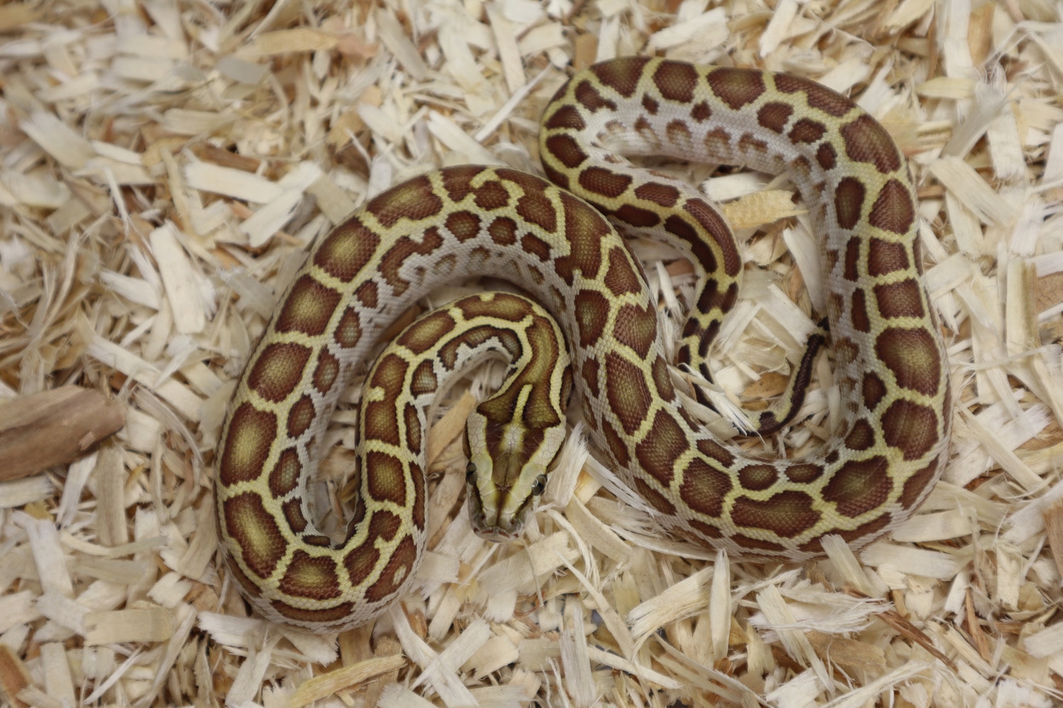 Hypo 50% Albino And Lab Poss Het Green, Granite, And Caramel Burmese ...