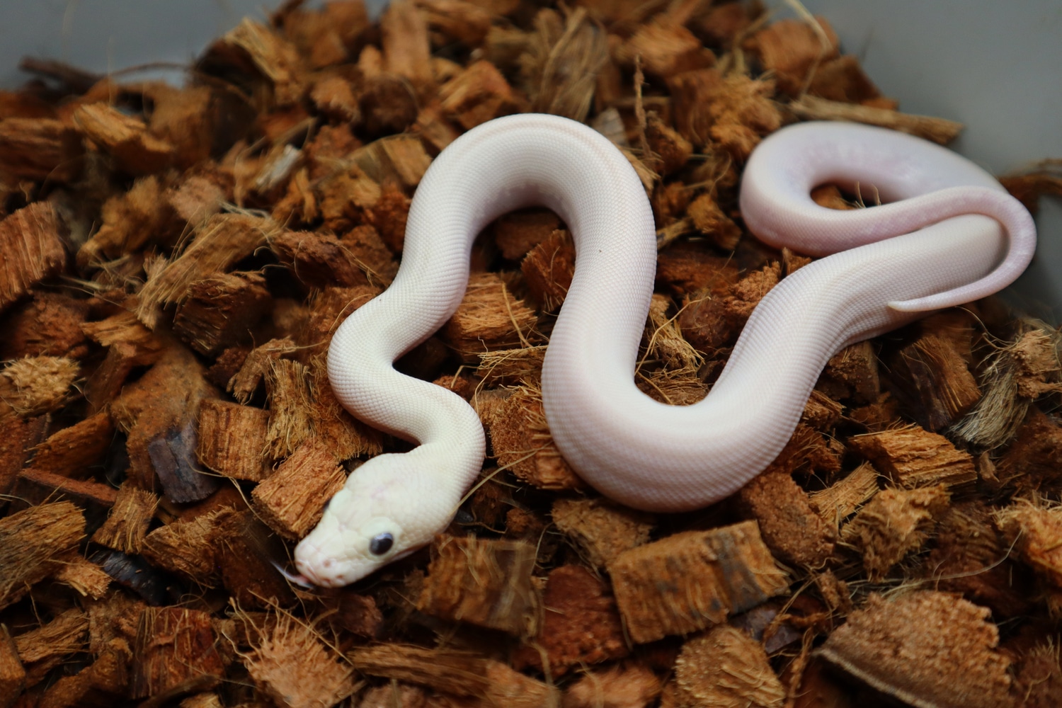 Ivory 50% Albino And Lab Poss Het Green, Granite, And Caramel Burmese ...