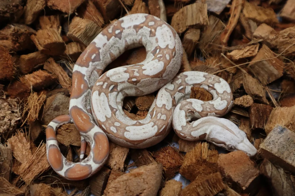 RC Pastel Pink Panther VPI Boa Constrictor by Jason's Exotic Reptiles ...