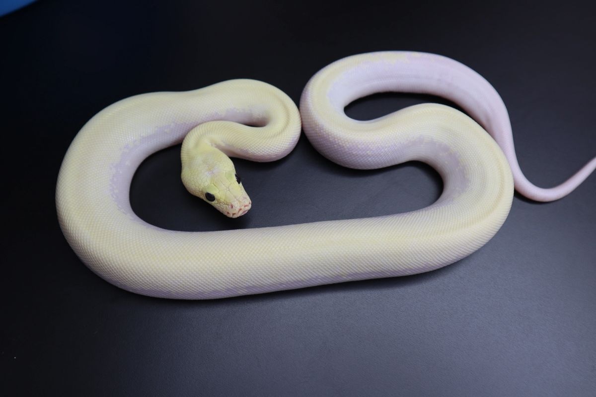 2021 Male Ivory 50% Het Albino And Green Burmese Python by Jason's ...