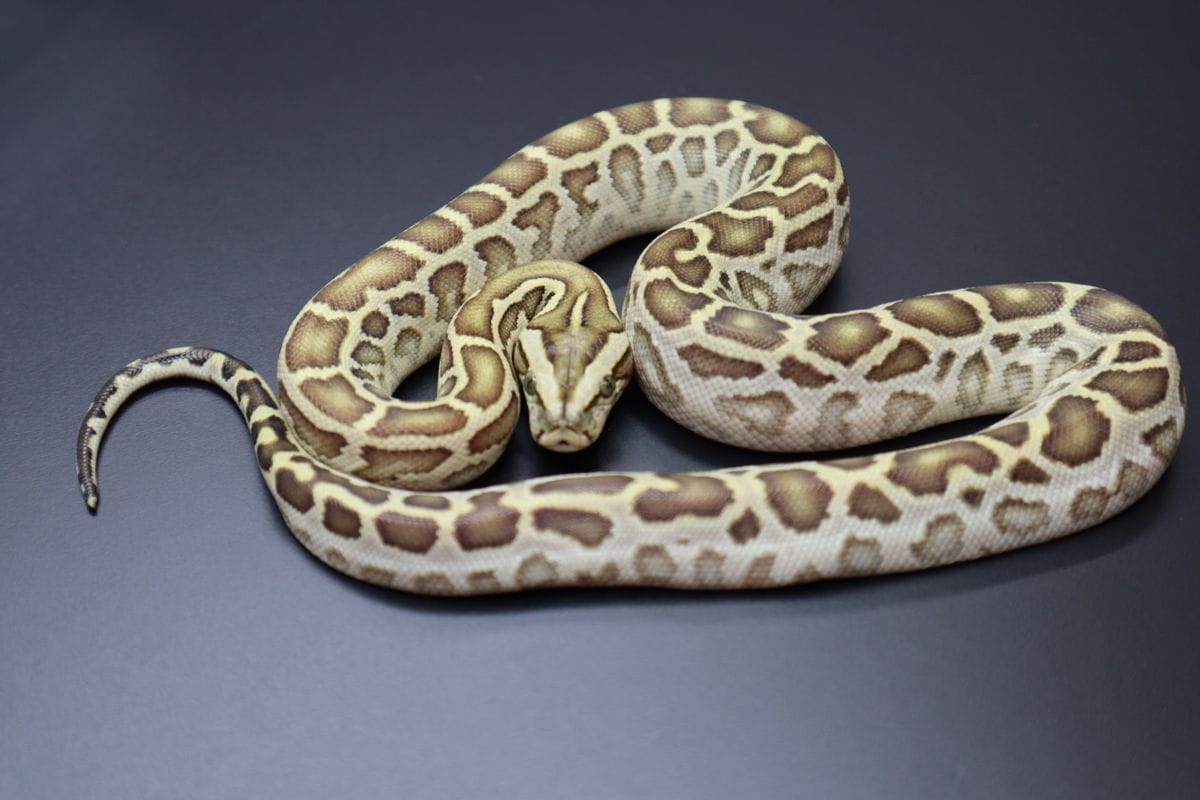2021 Female Hypo 66% Het Albino 50% Het Green, Granite, And Labyrinth ...