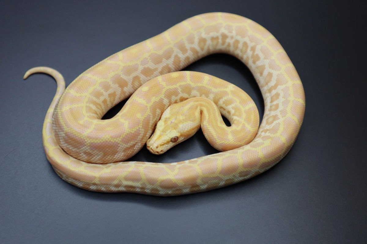 2021 Female Pearl 50% Het Green, Granite, And Labyrinth Burmese Python ...