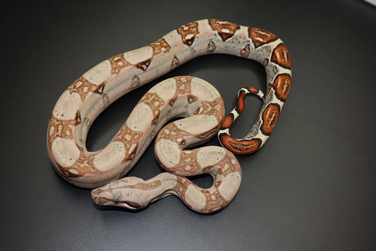 2021 Female Pink Panther 100% Het VPI Boa Constrictor by Jason's Exotic ...