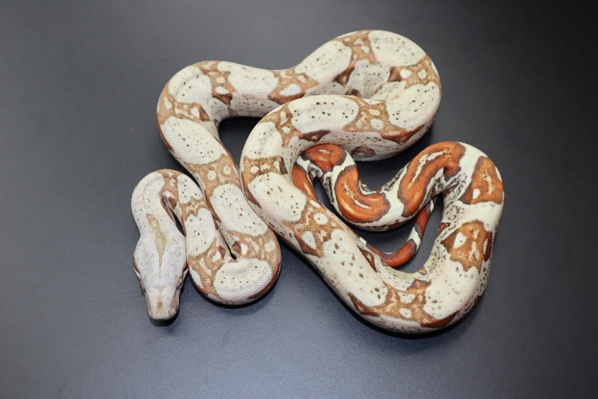 2021 Male Pink Panther VPI Boa Constrictor by Jason's Exotic Reptiles ...