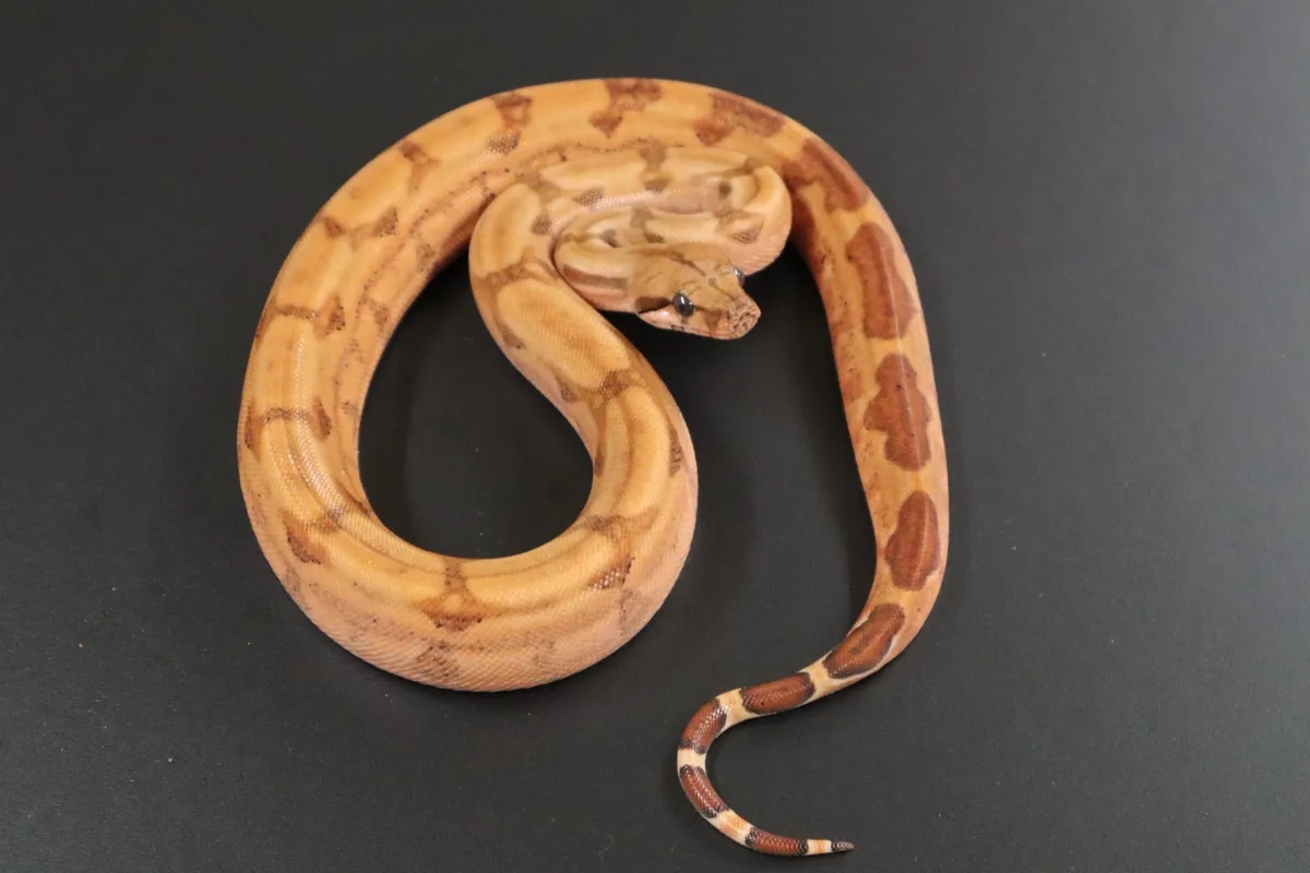 Hypo Blood (A+++) 50% Het Sharp Albino Boa Constrictor by Jason's ...