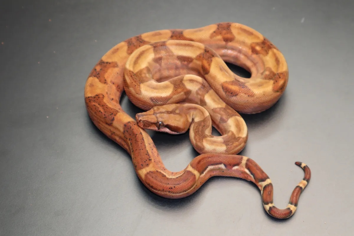 Hypo Blood Jungle 50% Het Sharp Albino Boa Constrictor by Jason's ...