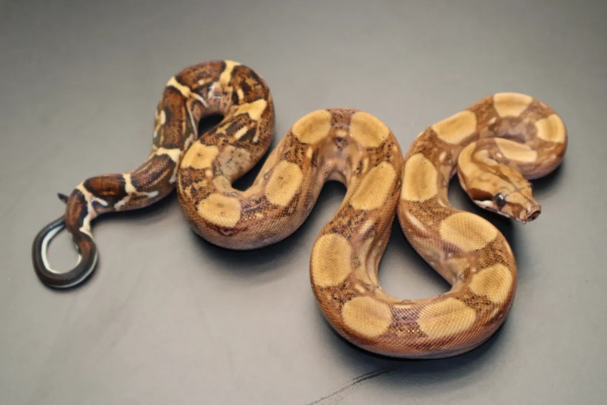 Blood 100% Het Sharp Albino Boa Constrictor by Jason's Exotic Reptiles ...