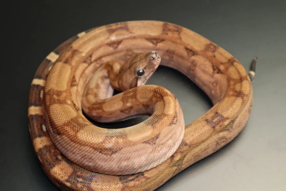 Blood 66% Het Sharp Albino Boa Constrictor by Jason's Exotic Reptiles ...
