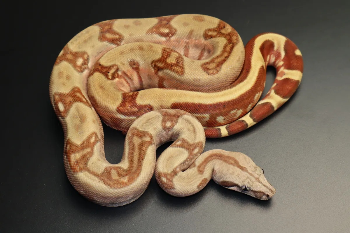 Hypo Jungle 66% Het Sharp Albino And Blood Boa Constrictor by Jason's ...