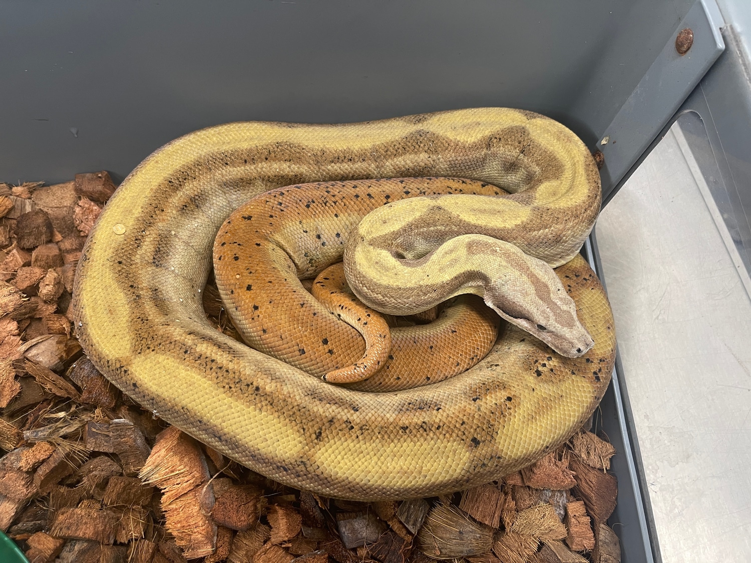 Proven Breeder 2016 Hypo Motley Jungle 66% Het Albino Boa Constrictor ...