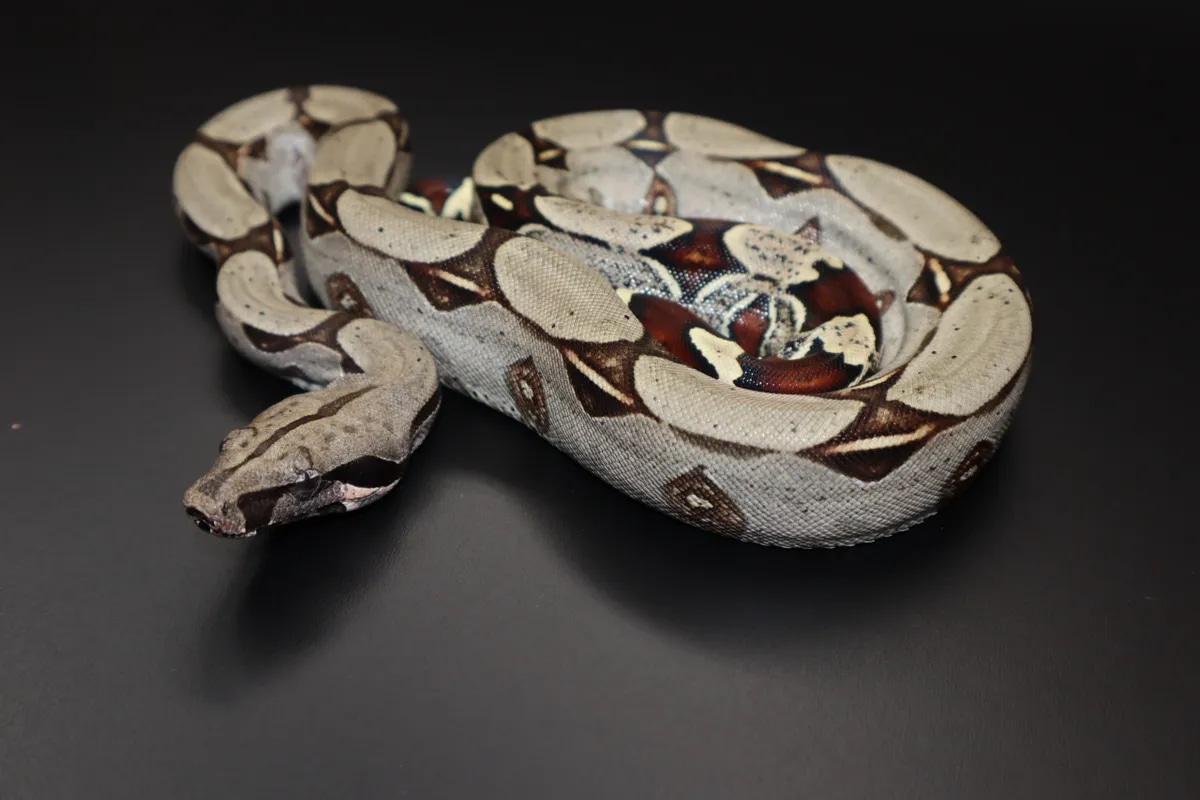 Pucallpa Peruvian Boa Constrictor True Red-tailed Boa Constrictor by ...