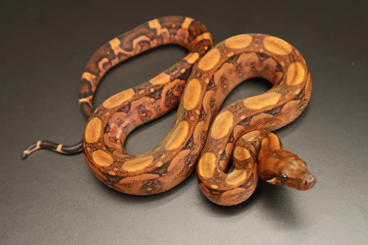 Blood Boa Boa Constrictor by Jason's Exotic Reptiles - MorphMarket