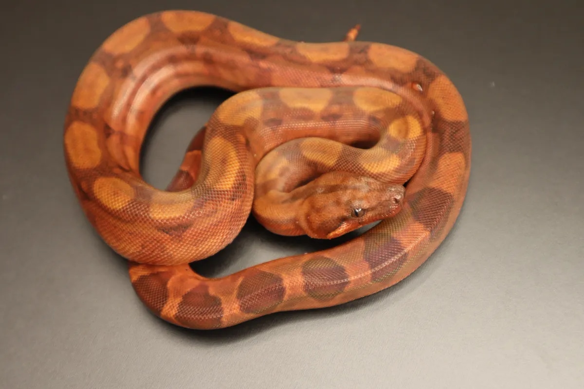 Hypo Blood Boa Constrictor by Jason's Exotic Reptiles - MorphMarket