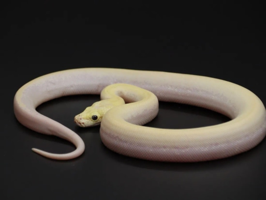 Ivory 50% Het Albino, Labyrinth, Green Burmese Python by Jason's Exotic ...