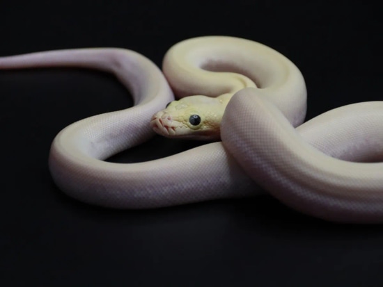 Ivory 50% Het Albino, Labyrinth, Green Burmese Python by Jason's Exotic ...