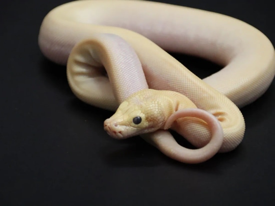 Ivory 50% Het Albino, Labyrinth, Green Burmese Python by Jason's Exotic ...