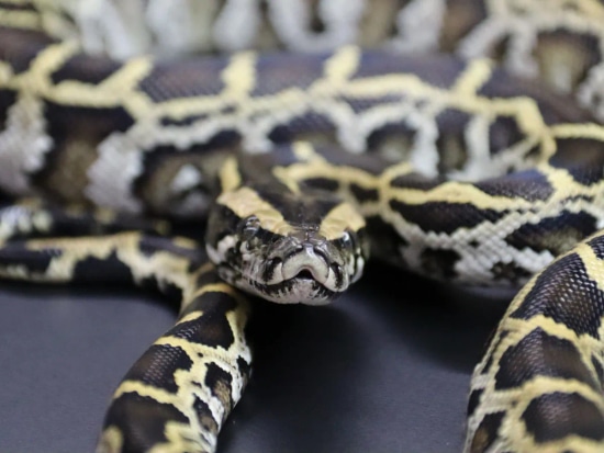 Normal 50% Het Albino, Labyrinth, Green Burmese Python by Jason's ...