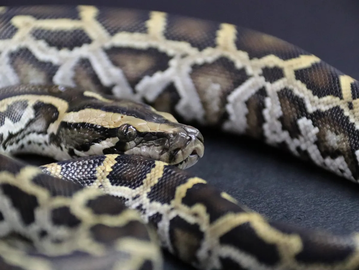 Normal 50% Het Albino, Labyrinth, Green Burmese Python by Jason's ...