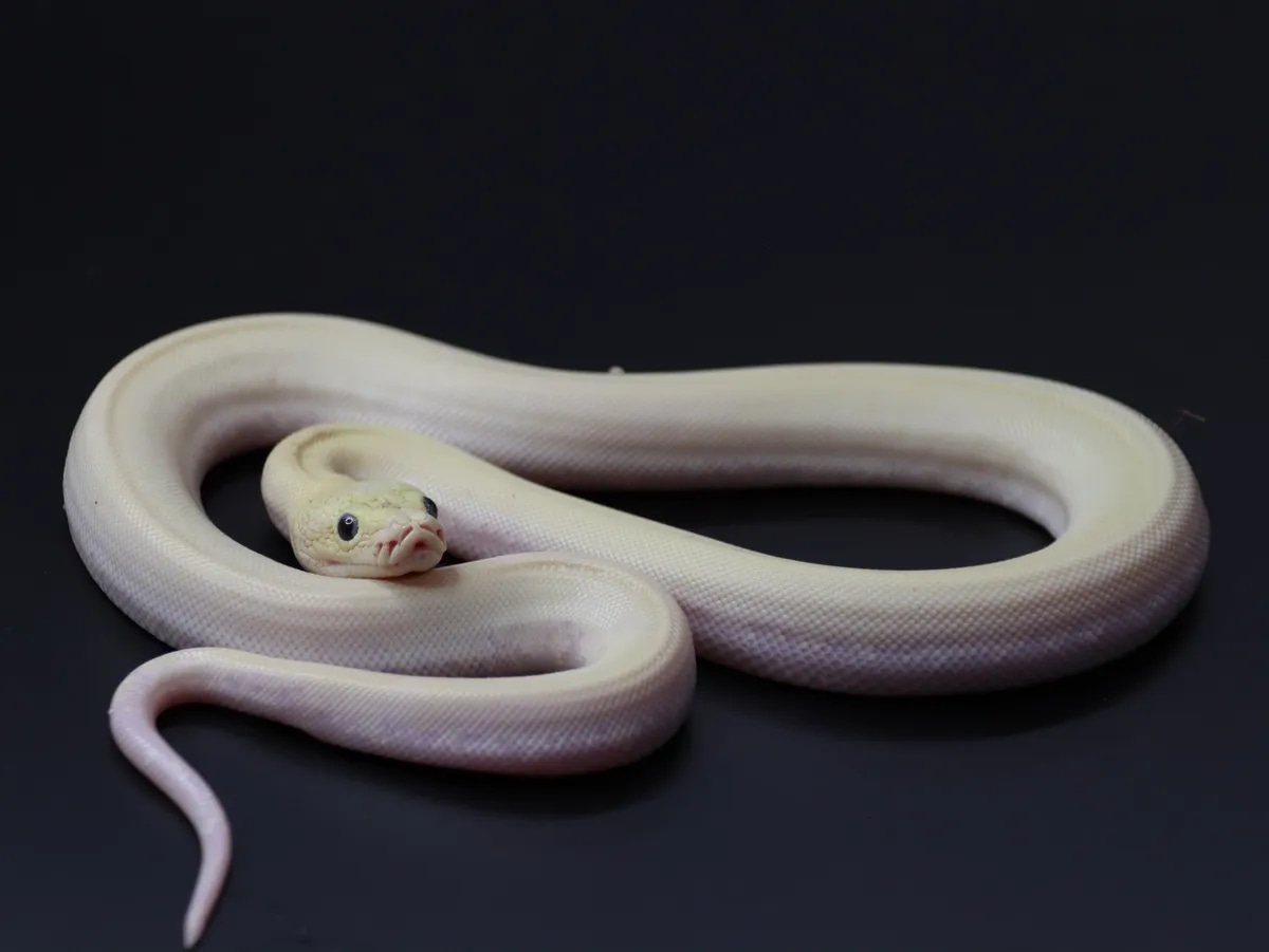 Ivory 50% Het Albino, Labyrinth, Green, Granite Burmese Python by Jason ...