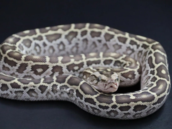Hypo 50% Het Albino, Labyrinth, Green, Granite Burmese Python by Jason ...