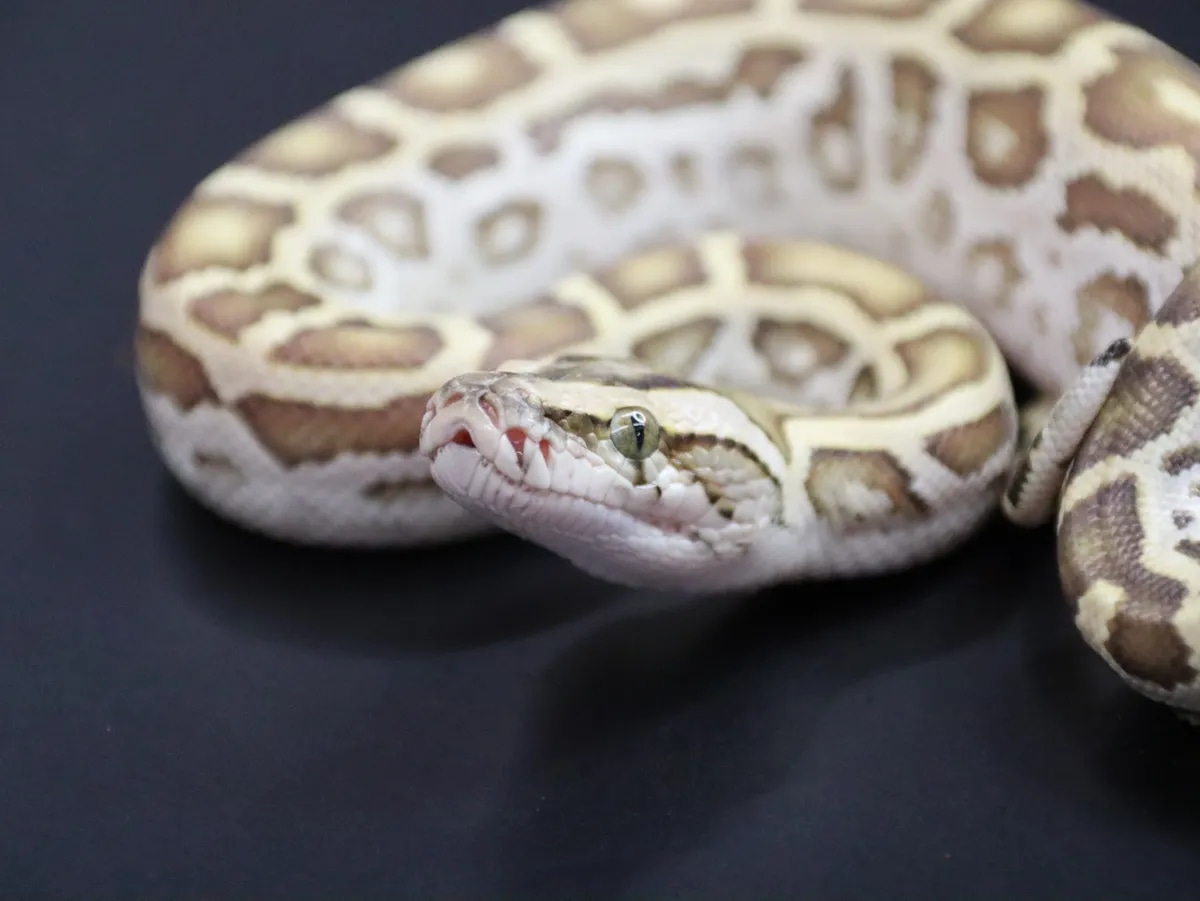 Hypo 50% Het Albino, Labyrinth, Green, Granite Burmese Python by Jason ...