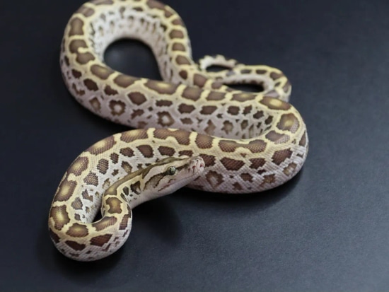 Hypo 50% Het Albino, Labyrinth, Green, Granite Burmese Python by Jason ...