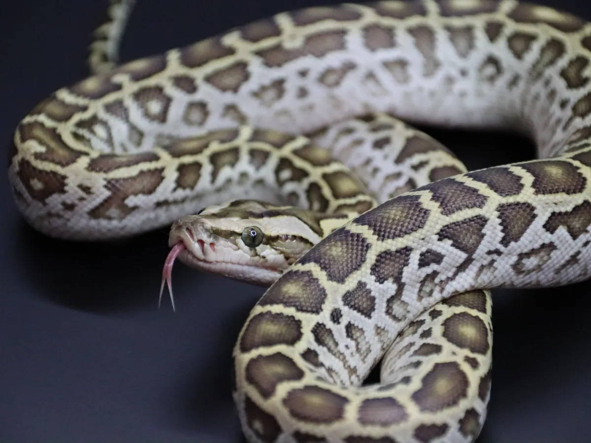 Hypo 50% Het Albino, Labyrinth, Green, Granite Burmese Python by Jason ...